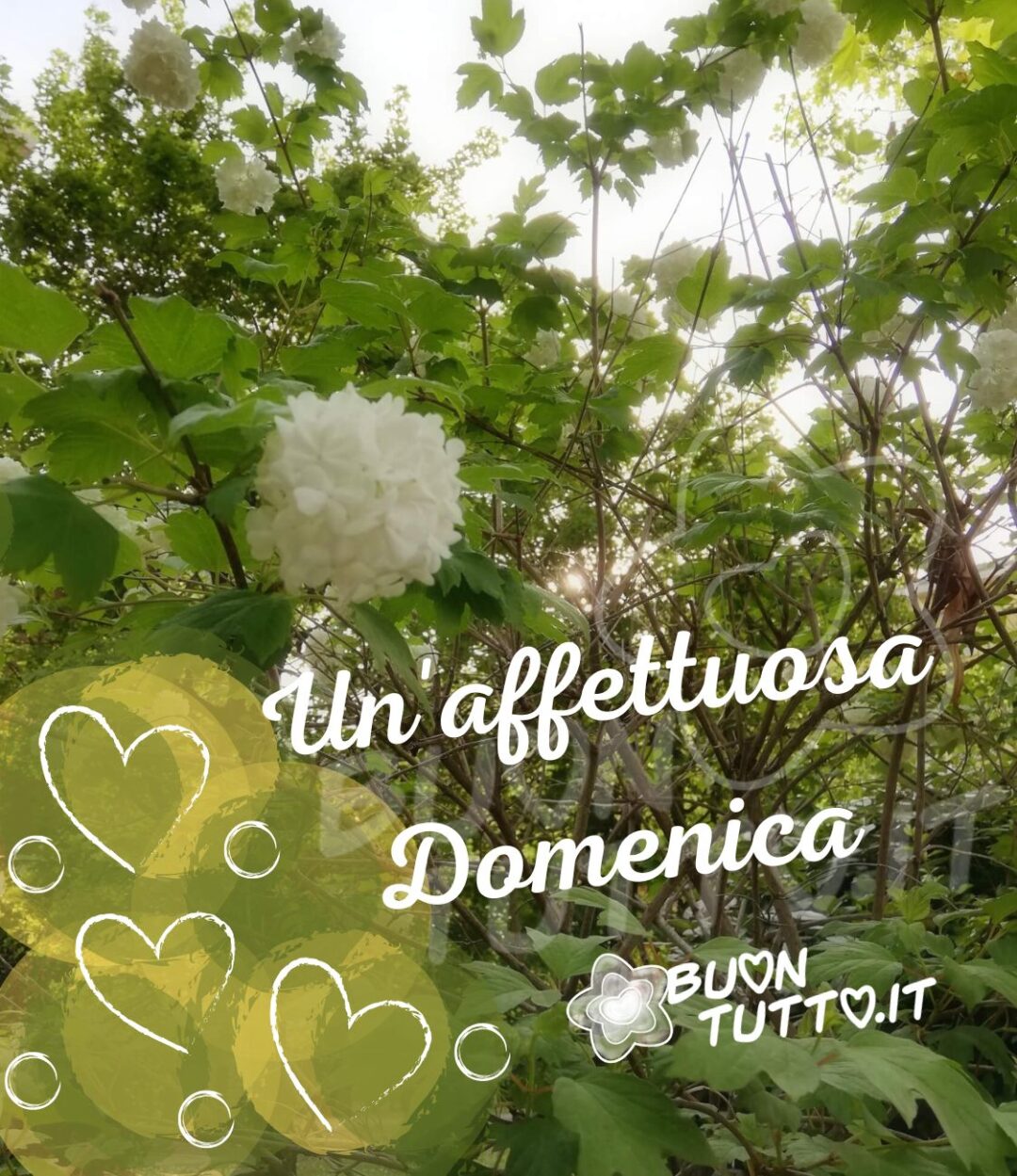 Immagini di Buona Domenica - BuonTutto